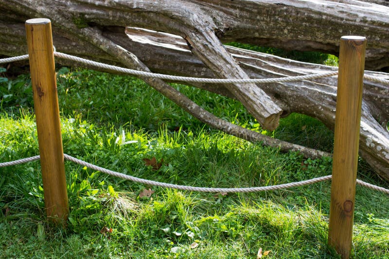 Closeup View of the Big Dried Trunks and Branches of a Tree on the ...