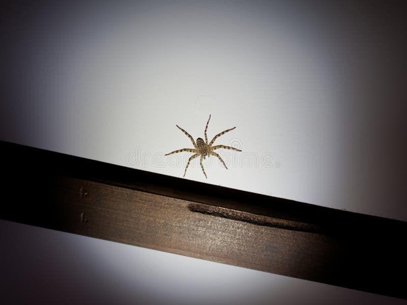 Closeup View of a Big Spider Stay on Wall Lighted by Spot Light at ...