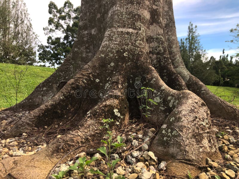 Closeup View of Big Tree Root in Green Park Stock Image - Image of ...