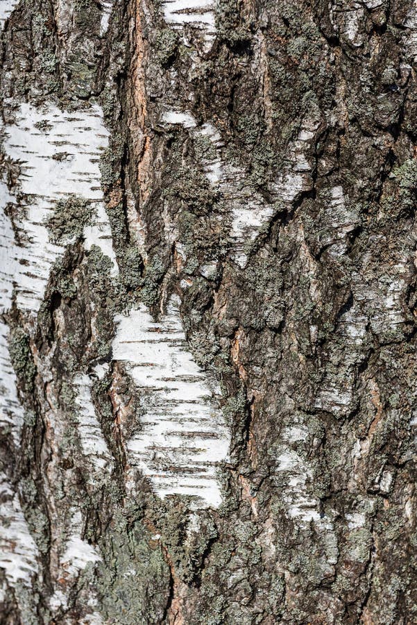 Closeup View of Birch Tree Silver Bark Texture in Sunny Day. Suitable ...