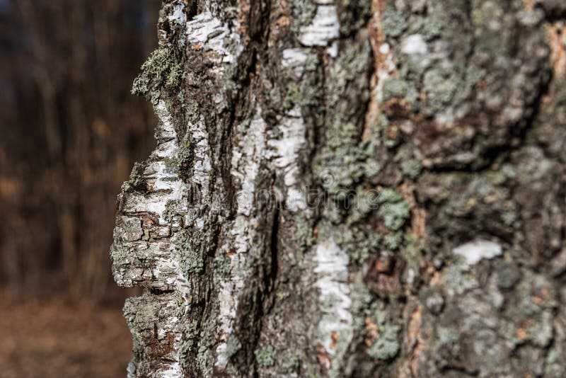 Closeup View of Birch Tree Silver Bark Texture in Sunny Day. Suitable ...