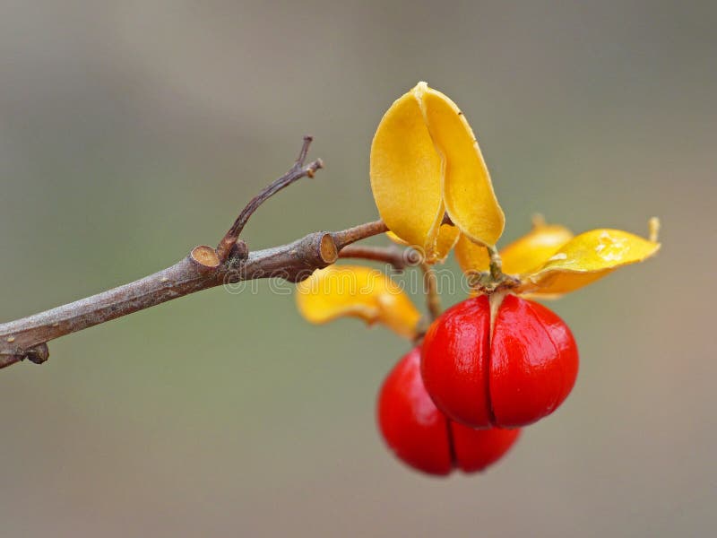 Bittersweet Berries 2 stock image. Image of plant, yellow - 164067687