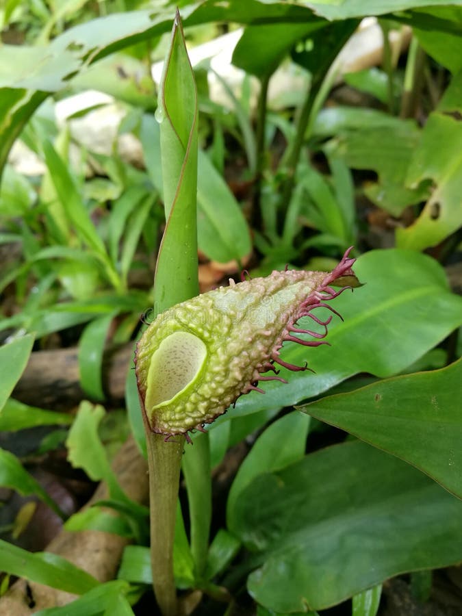 Cryptocoryne Ciliata Stock Photos - Free & Royalty-Free Stock Photos ...