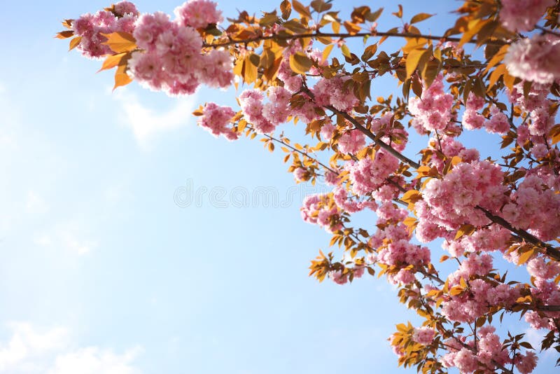 Closeup View of Blossoming Pink Sakura Tree Stock Image - Image of ...