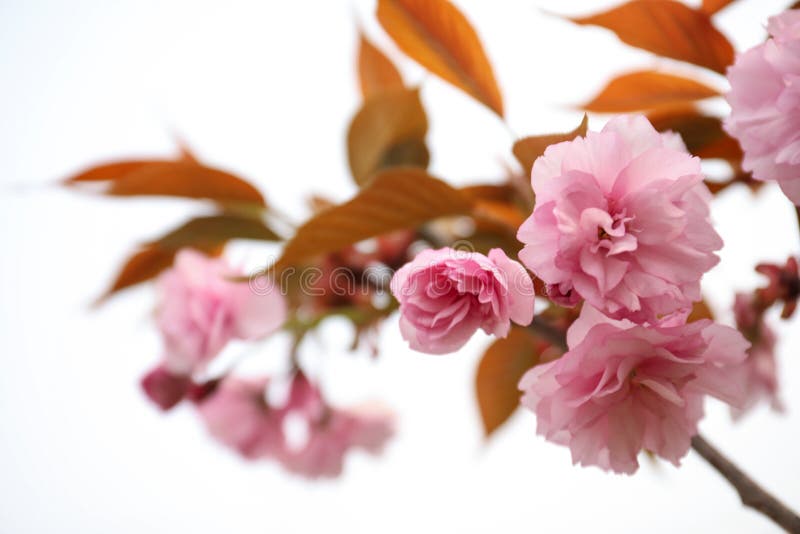 Closeup View of Blossoming Pink Sakura Tree Stock Image - Image of ...