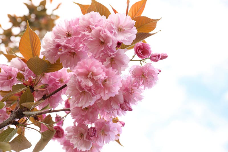 Closeup View of Blossoming Pink Sakura Tree Stock Image - Image of ...
