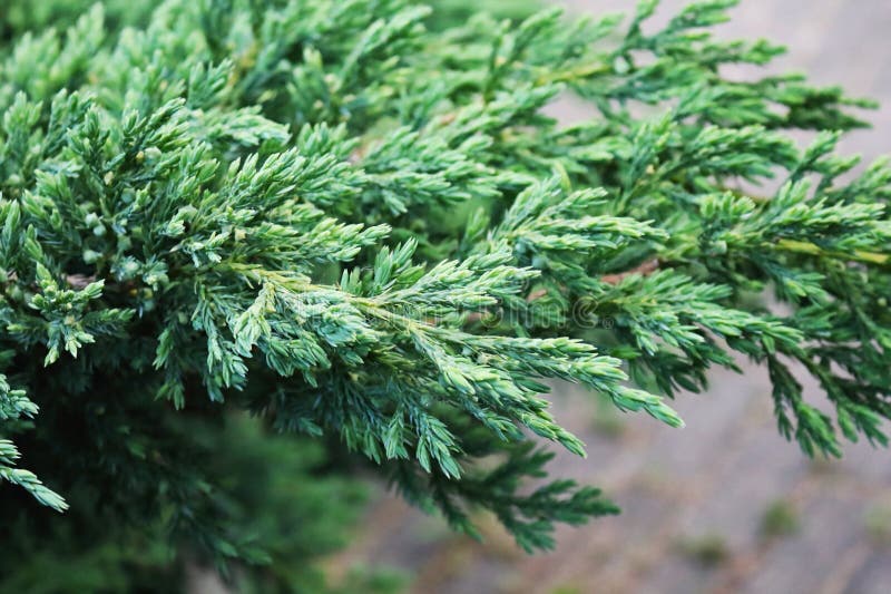 Closeup View of a Branch Juniperus Communis Tree Shrub Stock Photo ...