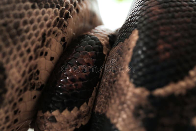 Closeup View of Brown Boa Constrictor Stock Image - Image of reptilian ...
