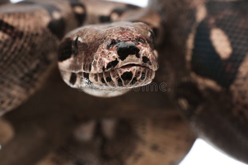 Closeup View of Brown Boa Constrictor Stock Image - Image of background ...