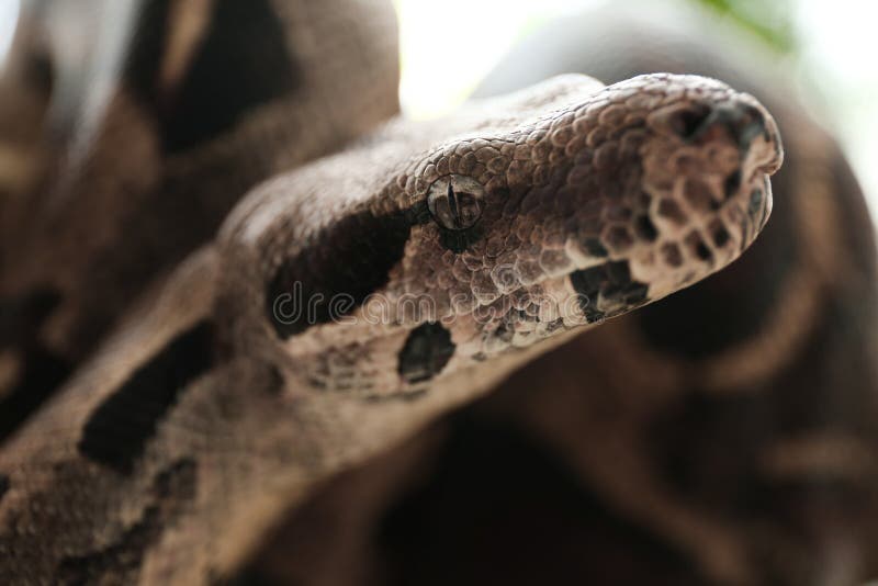Closeup View of Brown Boa Constrictor Stock Image - Image of curve ...