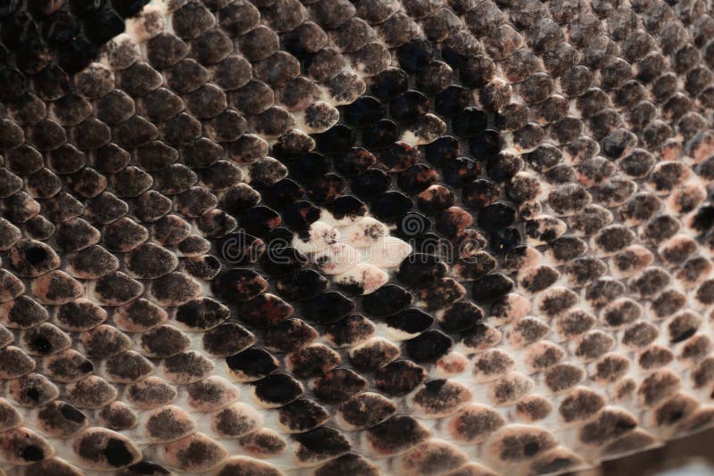 Closeup View of Brown Boa Constrictor Stock Photo - Image of reptilian ...