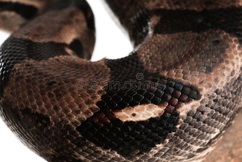 Closeup View of Brown Boa Constrictor Stock Photo - Image of color ...