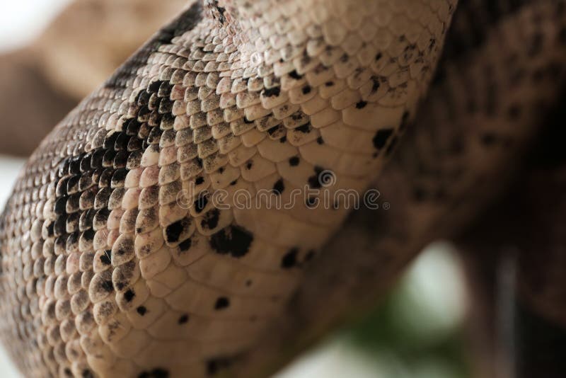 Closeup View of Brown Boa Constrictor. Exotic Snake Stock Image - Image ...