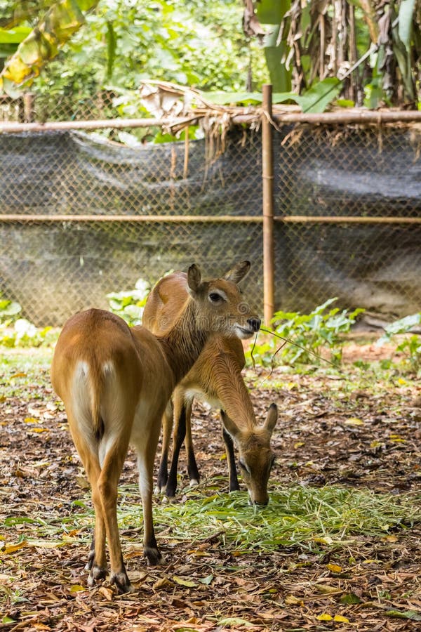 Closeup View of Deer in Zoo Malacca, Malaysia Stock Image - Image of ...