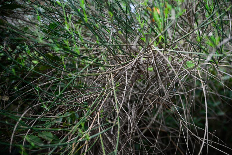 Closeup View of Bush with Bare Twigs Outdoors Stock Photo - Image of ...