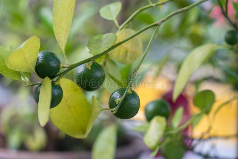 Closeup View of the Calamansi Lime on a Tree Stock Photo - Image of ...