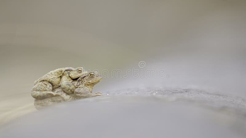 Cane Toad Top View Stock Photos - Free & Royalty-Free Stock Photos from ...