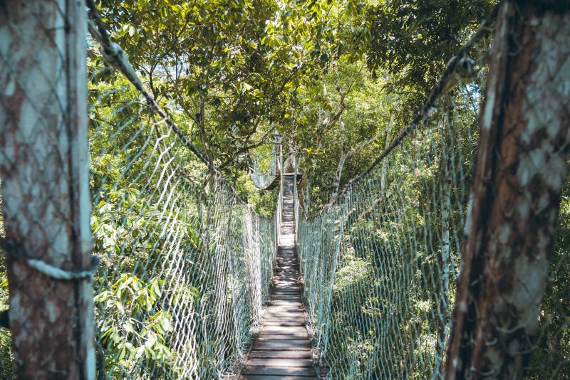 Closeup View of the Canopy Walking Bridge Above the Amazon Jungle Stock ...
