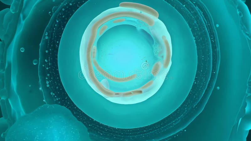 Closeup View of a Cell Division Process in a Biological Context Under a ...