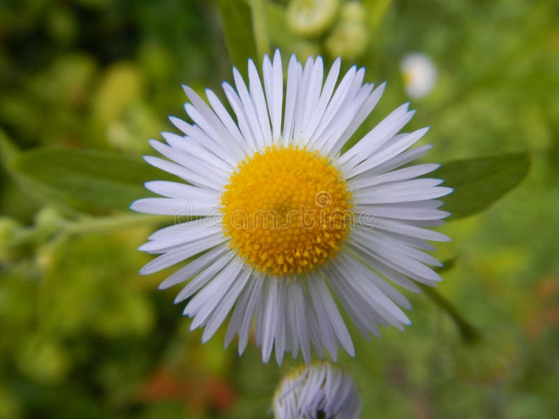 Closeup view of chamomile stock photo. Image of nature - 93948800