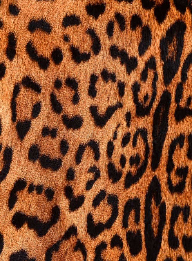 Detail of a jaguar skin stock photo. Image of artifact - 29860038