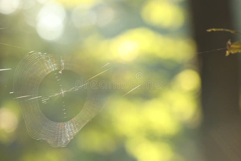 Closeup View of Cobweb in Morning Outdoors, Space for Text Stock Image ...