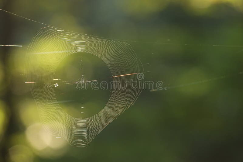 Closeup View of Cobweb in Morning Outdoors, Space for Text Stock Image ...