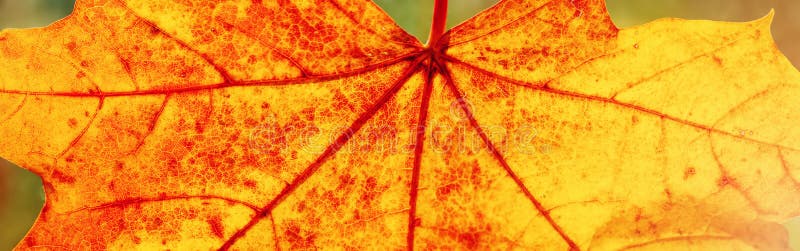 Closeup View of the Colourful Maple Leaf Stock Photo - Image of nature ...