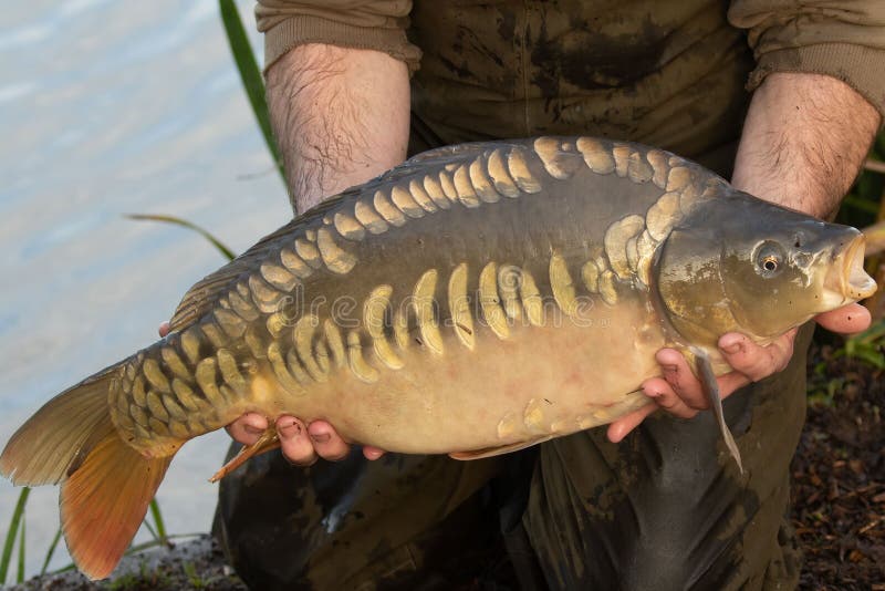 Closeup View of a Common Carp Being Held Over Unhooking Mat by ...