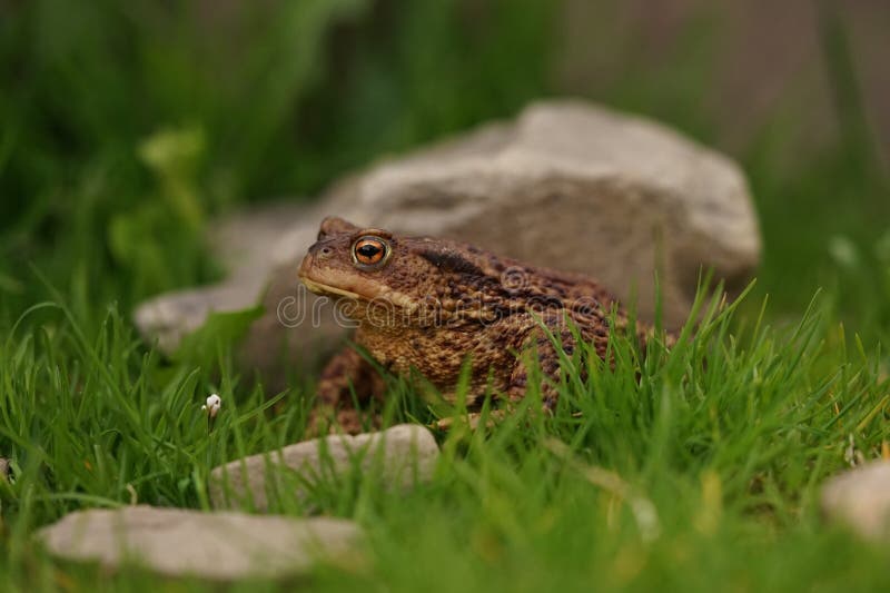 Closeup View of Common Toad (Bufo Bufo) Stock Photo - Image of view ...