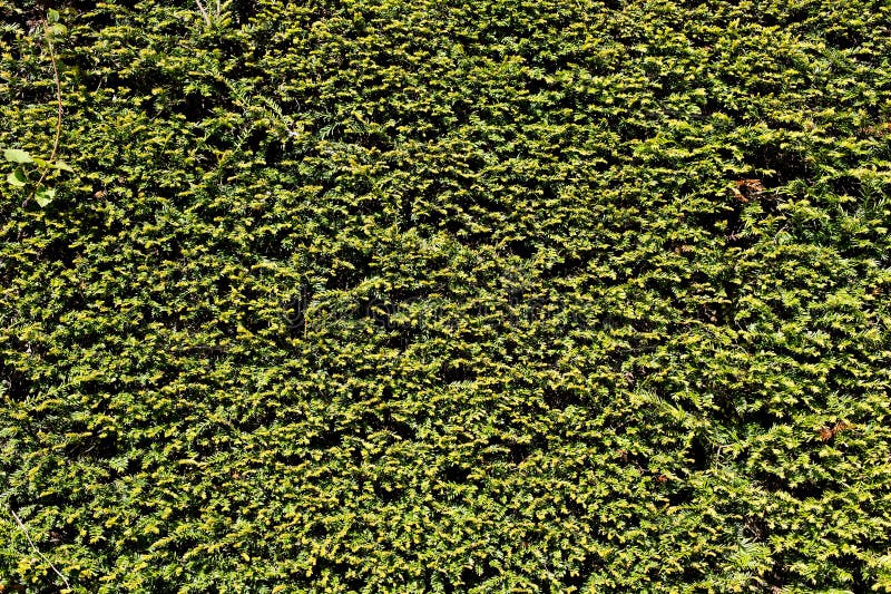 Closeup View of Countryside Hedge for Background Stock Image - Image of ...