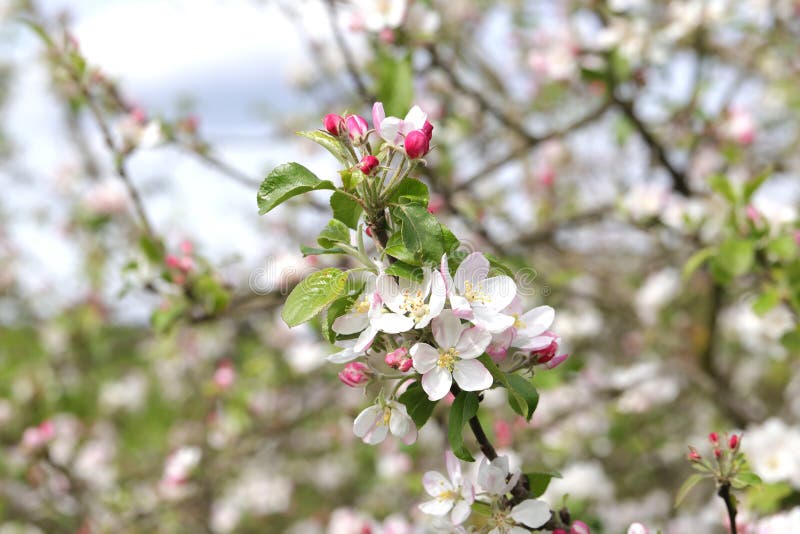 Blooming Crab Apple Tree with Closed and Opened Blooms Stock Photo ...