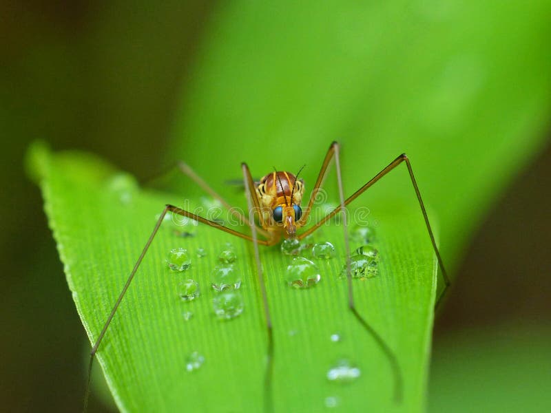Cranefly front facing 1 stock image. Image of black - 163505361