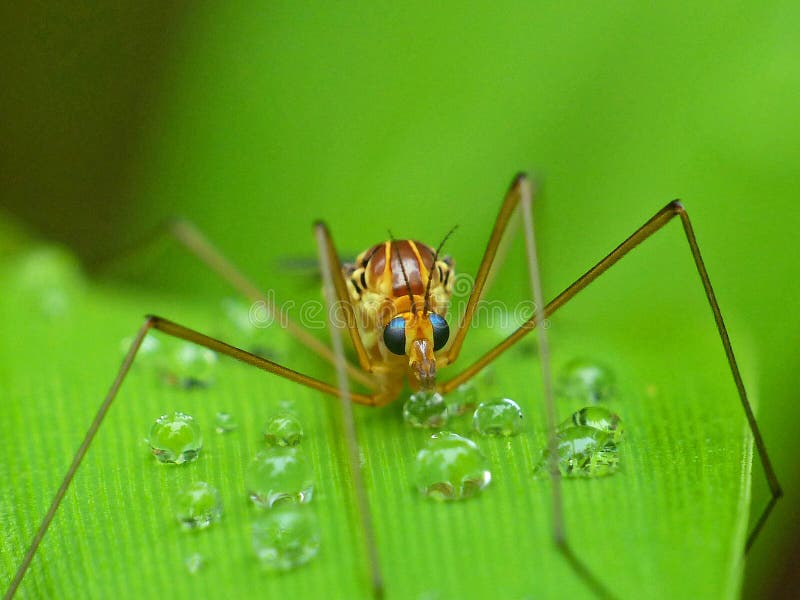 Cranefly front facing 2 stock image. Image of cranefly - 163505373