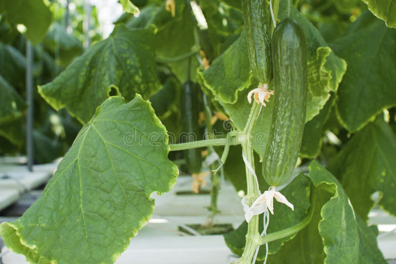 Closeup View of Cucumber Plants Growing Inside a Modern Greenhouse ...