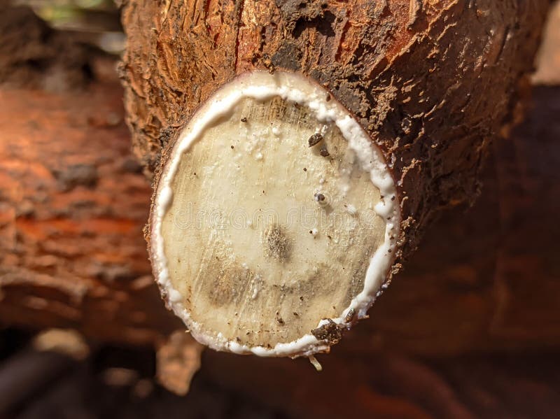 Closeup View of a Cut Cassava Stock Photo - Image of brown, fresh ...