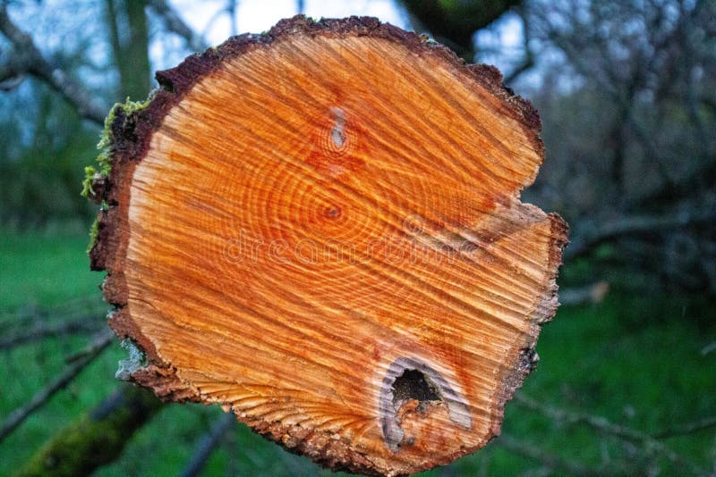 Closeup View of a Cut Tree Log Texture Stock Image - Image of view ...