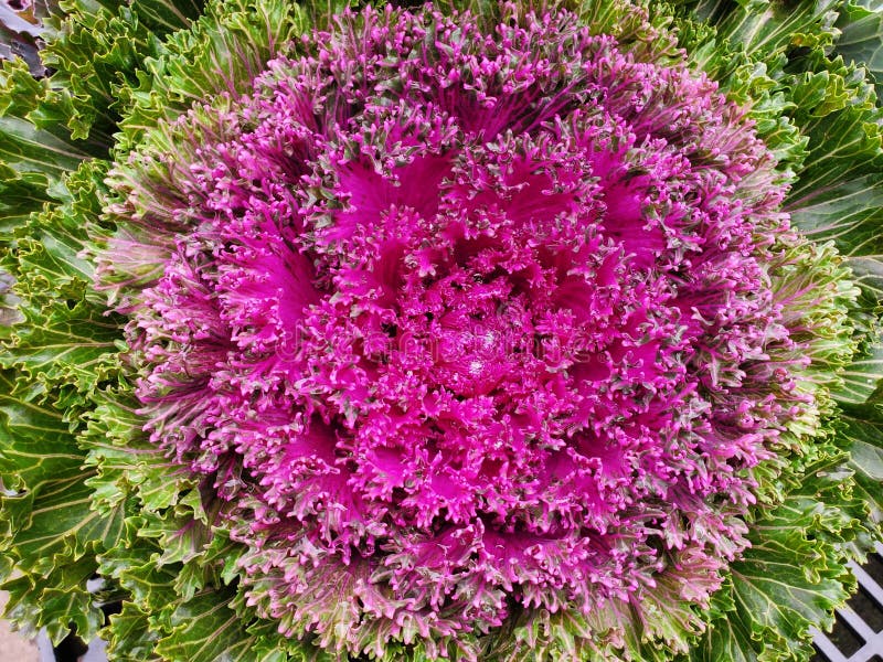Ornamental Cabbage Plants Growing in a Flower Garden Stock Photo ...