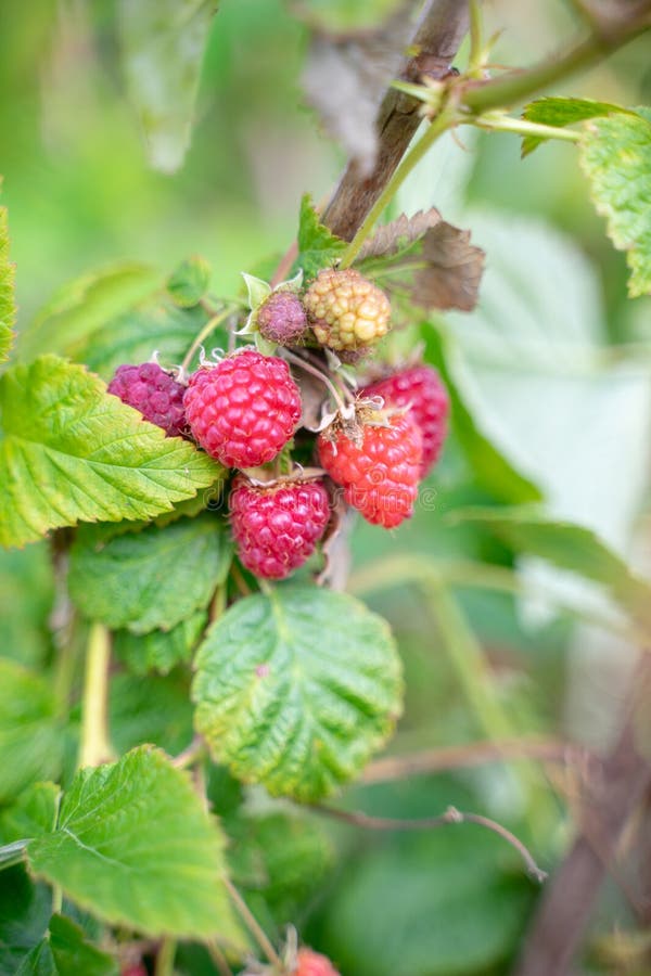 Delicious Raspberry Fruit Closeup Portrait View 03 Stock Image - Image ...