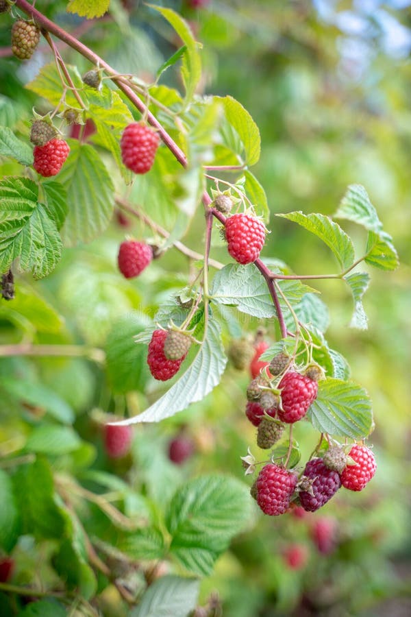 Delicious Raspberry Fruit Closeup View 01 Stock Photo - Image of shrub ...
