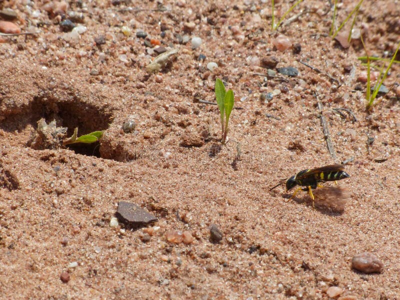 Digger Wasp Digging 1 stock photo. Image of details - 163505370