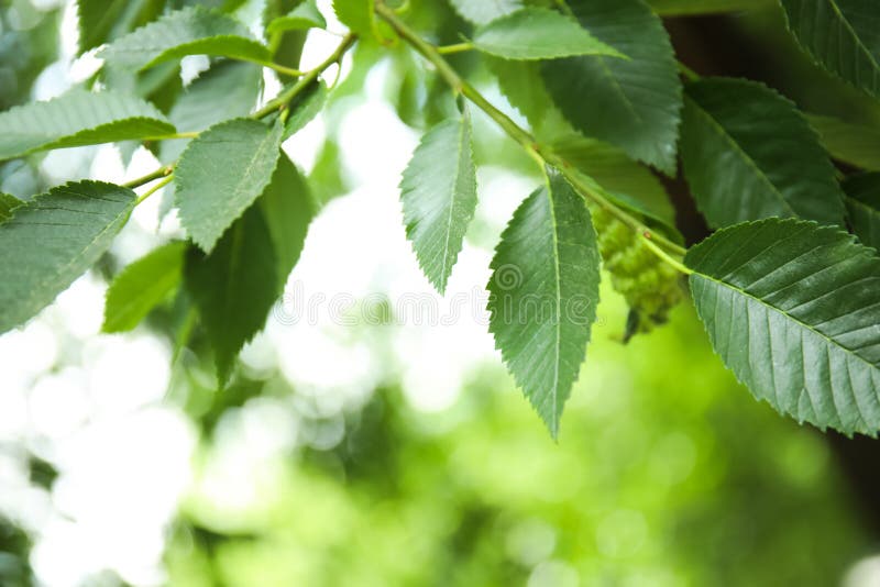 Closeup View of Elm Tree with Young Green Leaves Outdoors on Spring Day ...