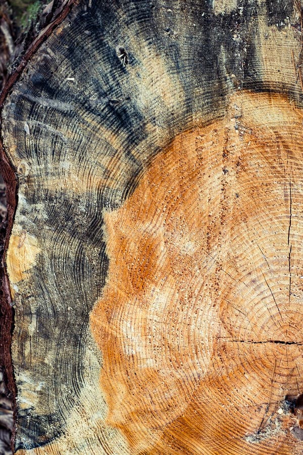 Closeup View of End Cut Wood Tree Section Stock Photo - Image of ...