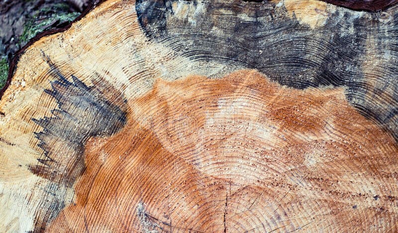 Closeup View of End Cut Wood Tree Section Stock Photo - Image of ...