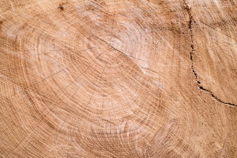 End cut wood tree section stock photo. Image of material - 181021420