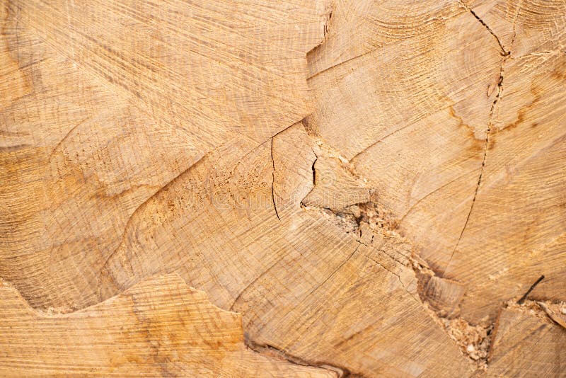 Closeup View of End Cut Wood Tree Section Stock Photo - Image of ...