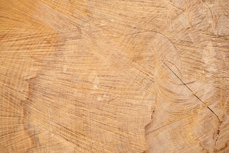 Closeup View of End Cut Wood Tree Section Stock Image - Image of forest ...