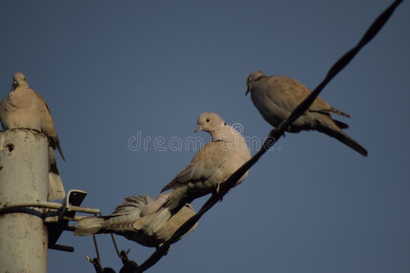Closeup View of Eurasian Collared Doves Perched on Wire Lines Stock ...