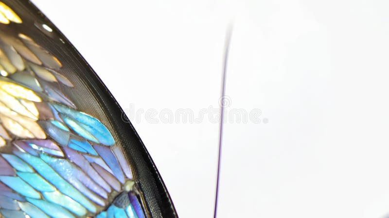 Closeup View of an Exceptionally Beautiful Butterfly Wing Set Against a ...