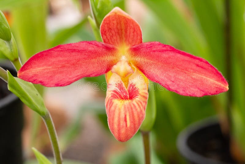 Phragmipedium besseae stock image. Image of greenhouse - 178915791
